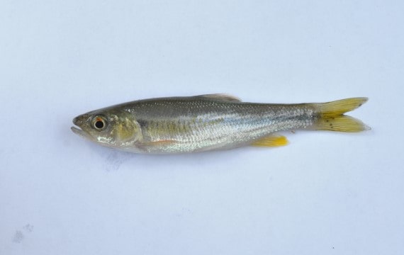 臺北市生物多樣性資料庫 - 指標統計